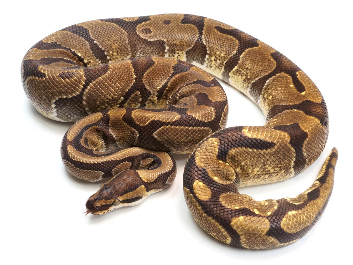 2019 Male NoCo Special Ball Python – New England Reptile - NERD