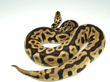 Spotnose Ball Python Morphs – New England Reptile - NERD