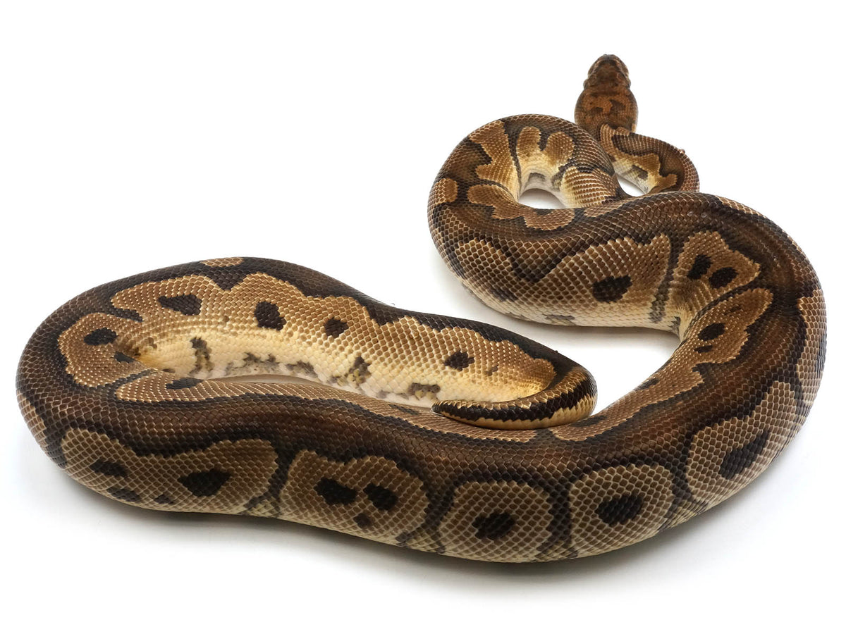 2019 Ready to Breed Male Clown Possible Het Desert Ghost Ball Python ...