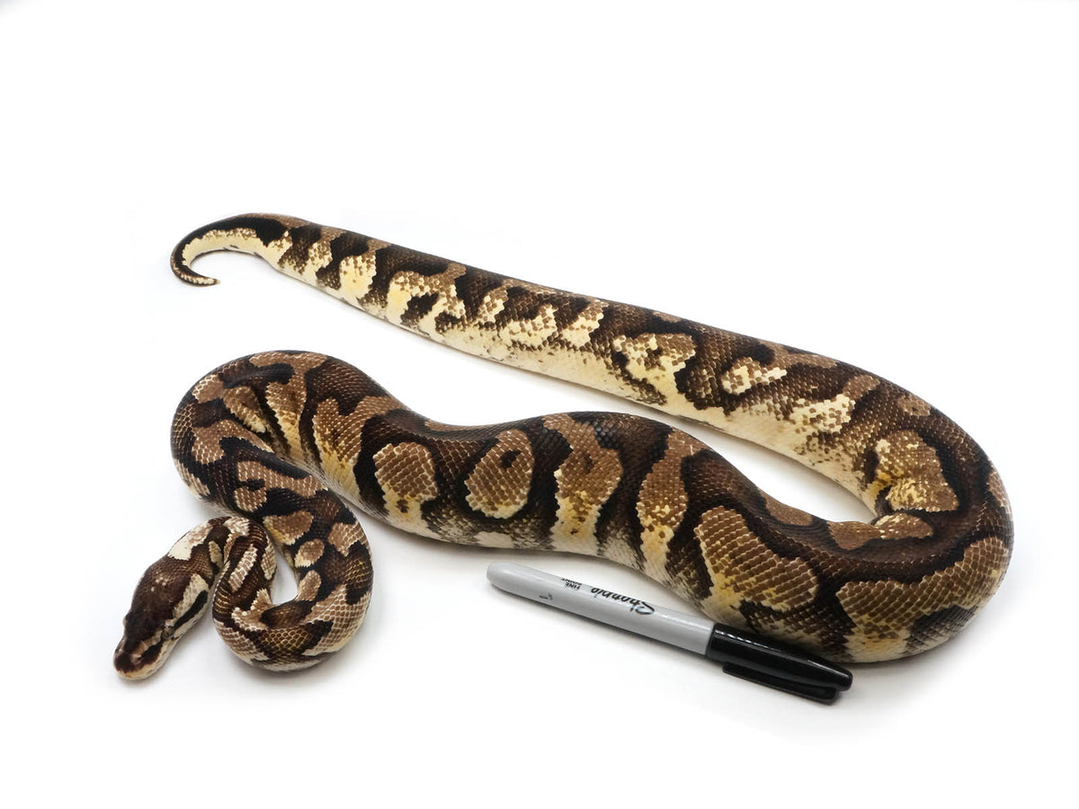 Adult Pastel Calico Ball Python