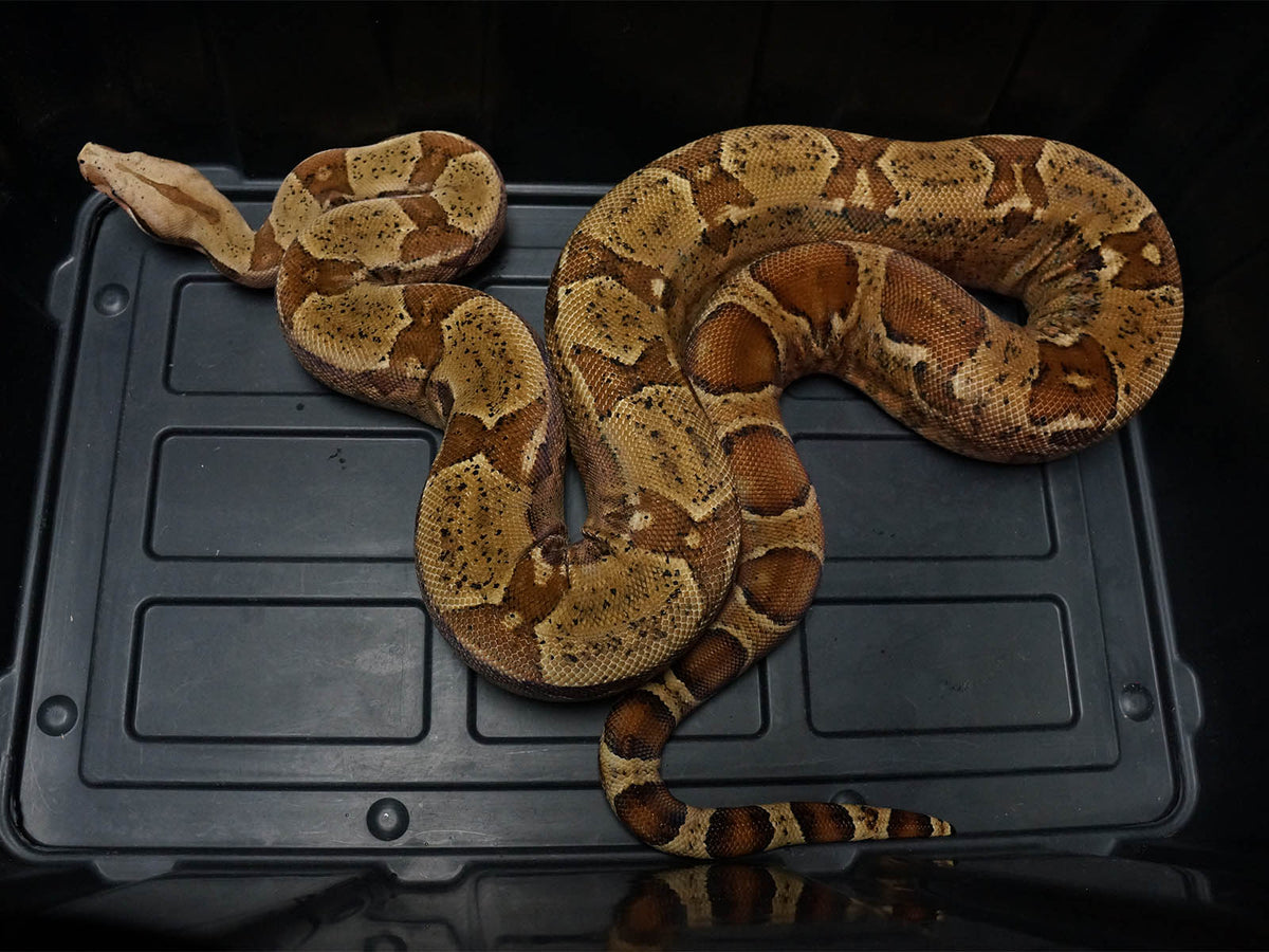 2020 Male Hypo Jungle Het Anerythristic Boa Constrictor. – New England ...