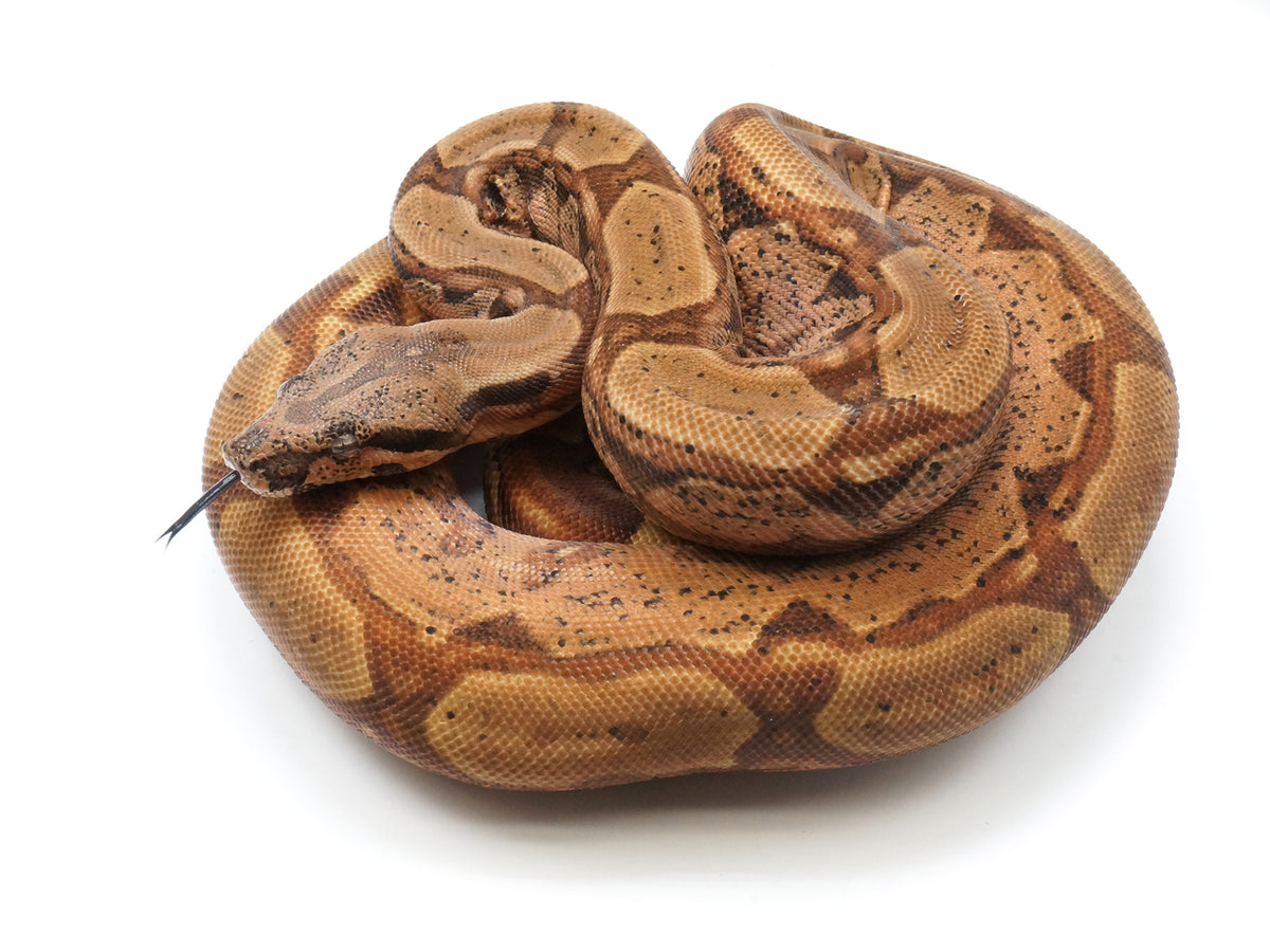 2020 Male Pastel Dream Monster Tail Hypo Arabesque 66% Het Khal Boa Co ...