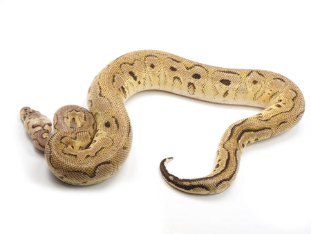 Ultramel Ball Python Morphs – New England Reptile - NERD