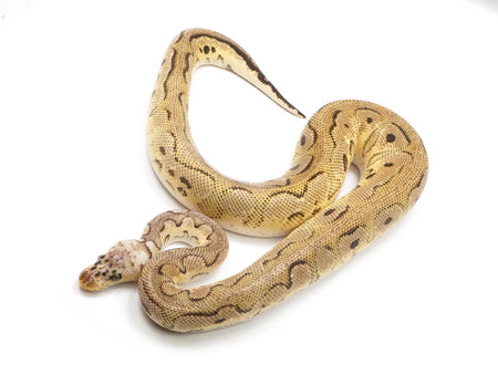 Ultramel Ball Python Morphs – New England Reptile - NERD
