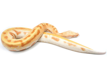 Blood & Short-Tail Pythons For Sale – New England Reptile - NERD