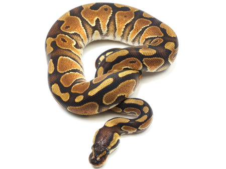 Black Pastel / Cinnamon Ball Python Morphs – New England Reptile - NERD