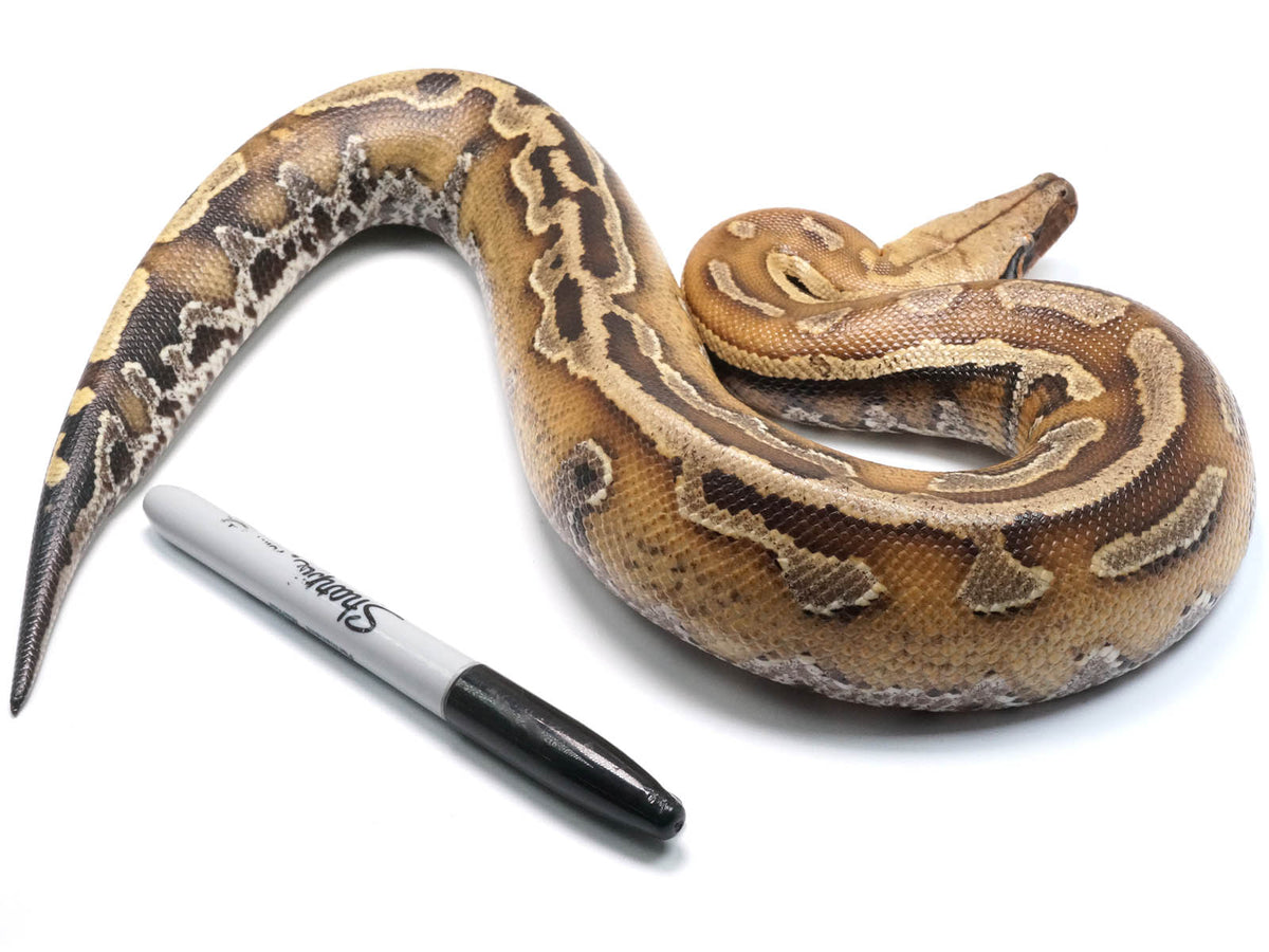2021 Female Borneo Short Tail Python – New England Reptile - NERD
