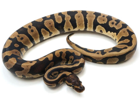 Confusion Morph – New England Reptile - NERD