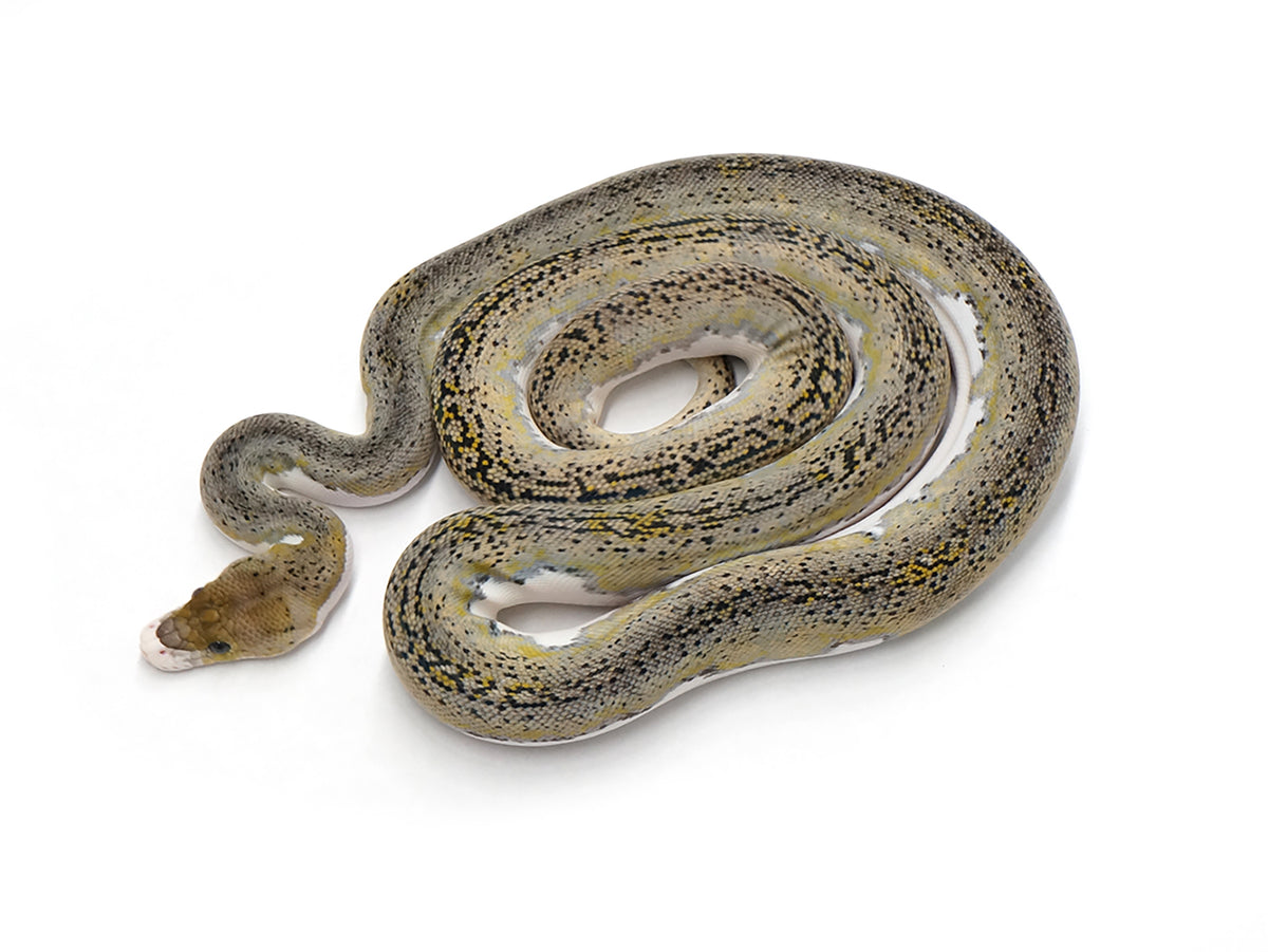 2021 Female Pied Reticulated Python - SALE! – New England Reptile - NERD