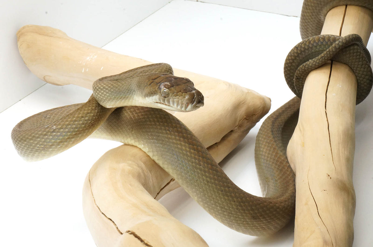 Established Female Patternless Southern Scrub Python – New England ...