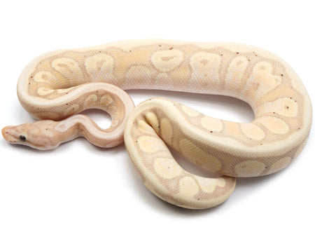 Spotnose Ball Python Morphs – New England Reptile - NERD