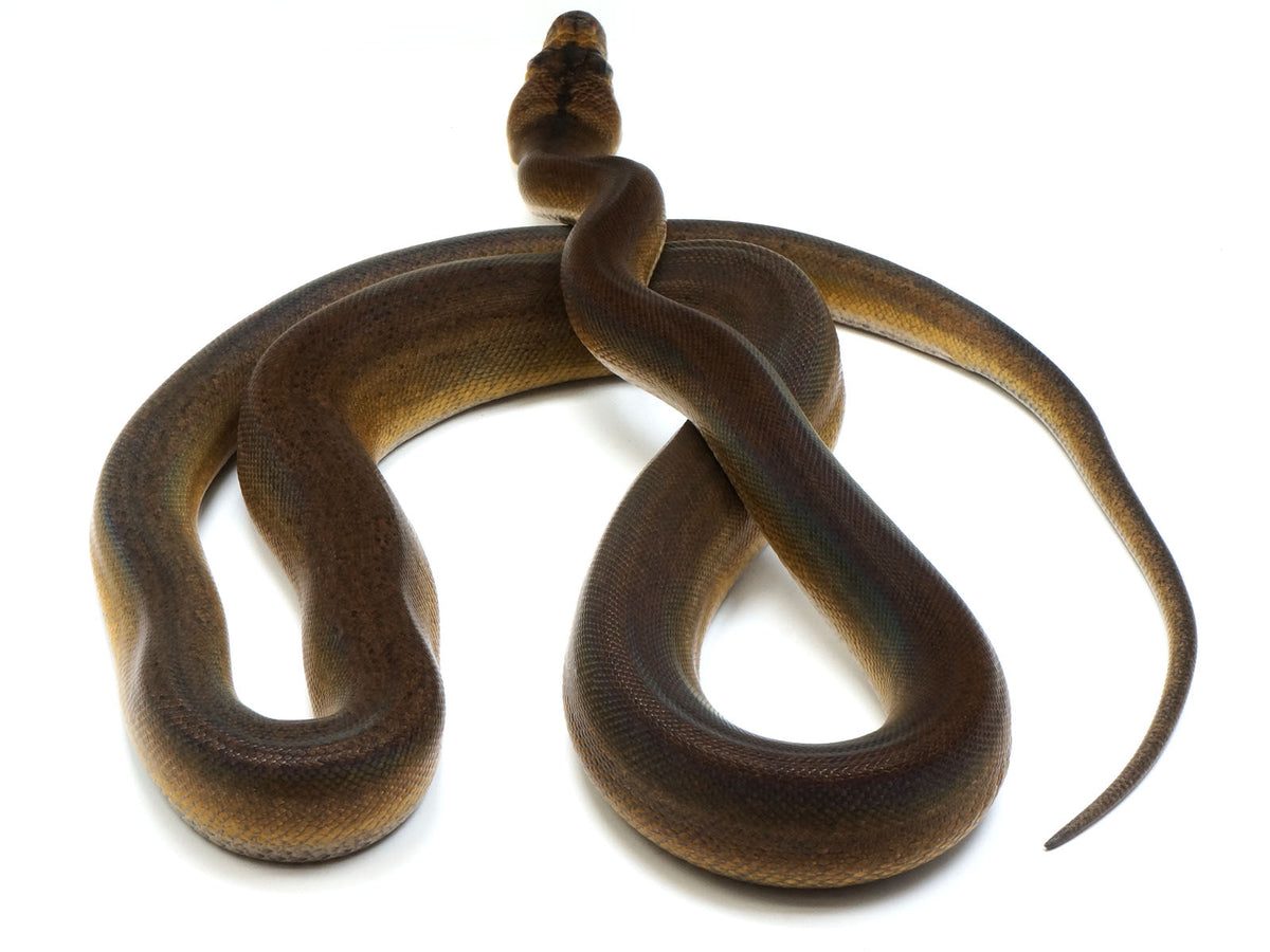 2021 Male Golden Child Tiger Anthrax Reticulated Python – New England ...