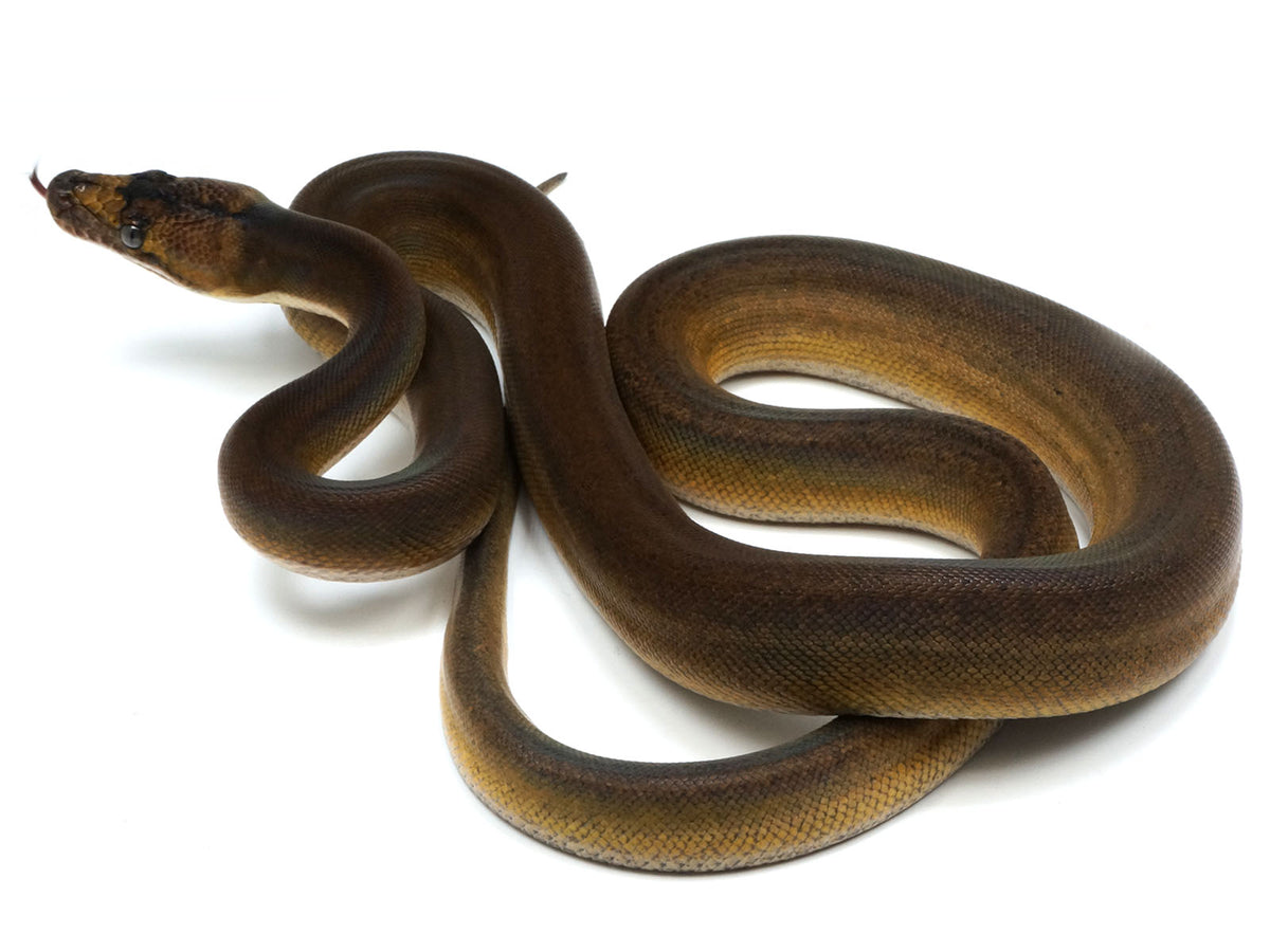 2021 Male Golden Child Tiger Anthrax Reticulated Python - SALE! – New ...