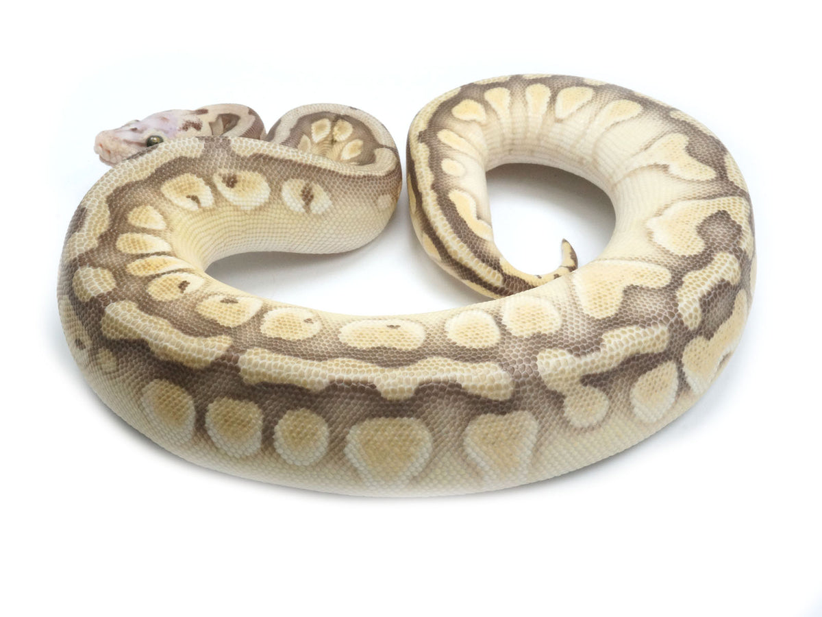 2021 Male Pastel Butter Desert Ghost Microscale Het Clown Ball Python ...