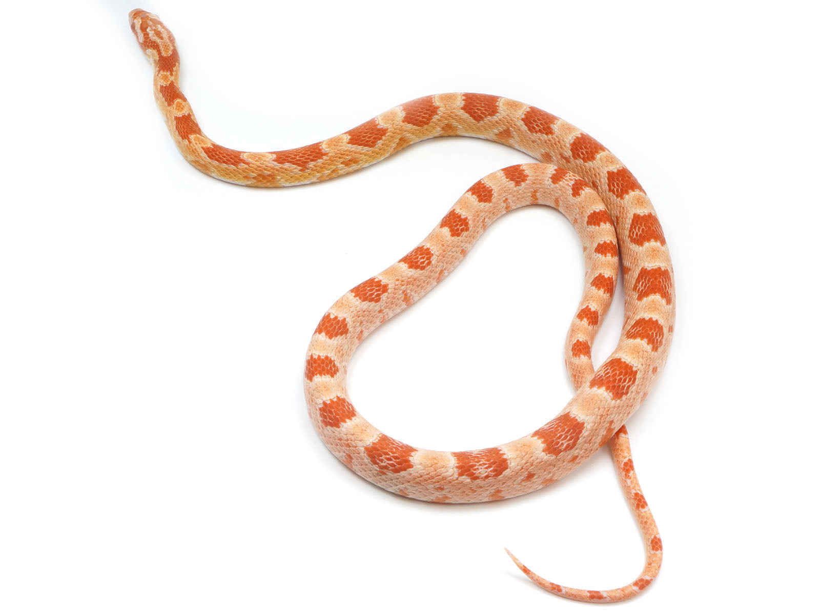 Reverse Okeetee Corn Snake