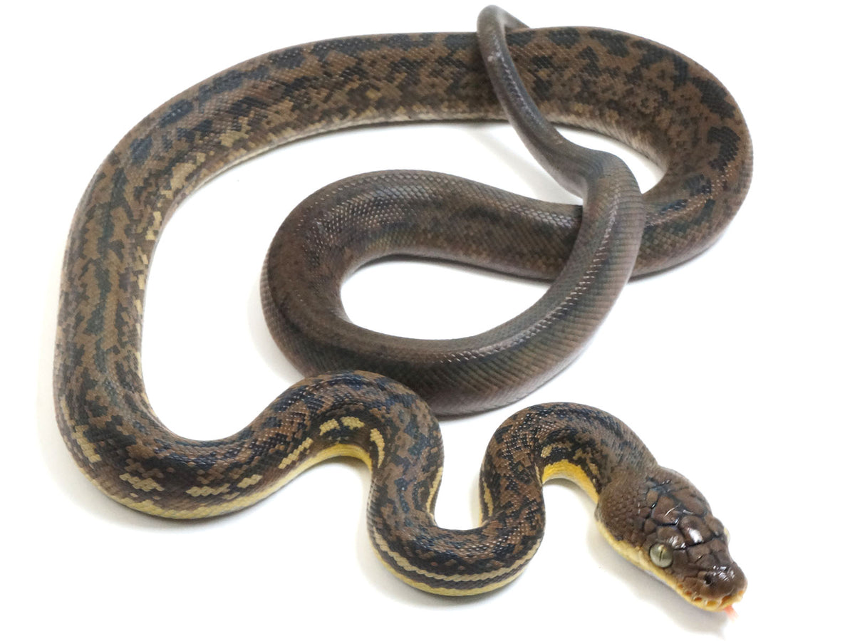 2022 Female CBB Timor Python – New England Reptile - NERD