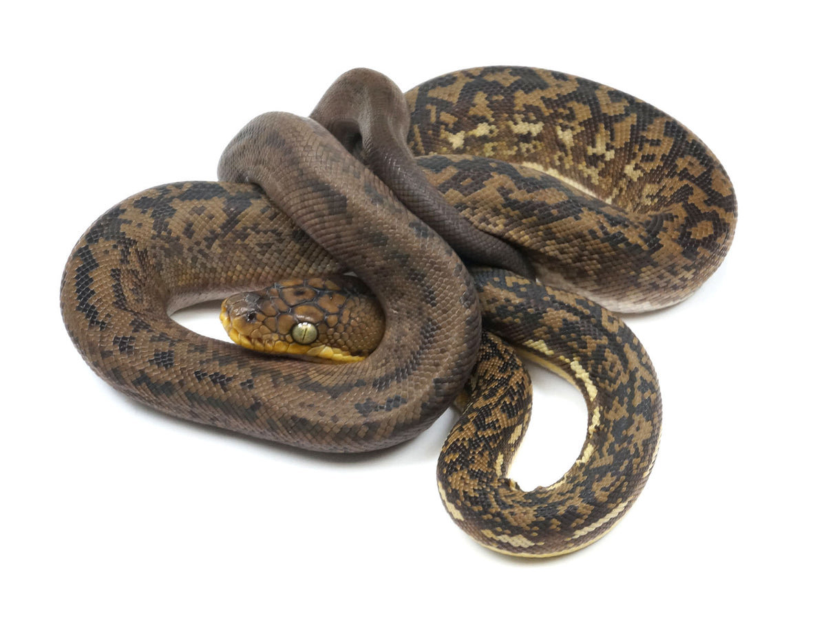 2022 Female CBB Timor Python – New England Reptile - NERD