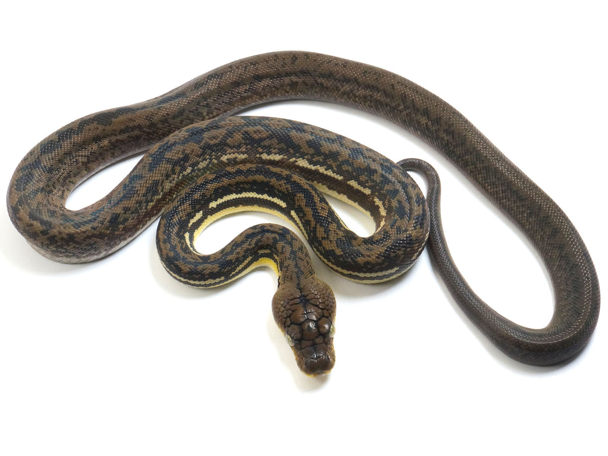 SALE! 2022 Female CBB Timor Python. – New England Reptile - NERD