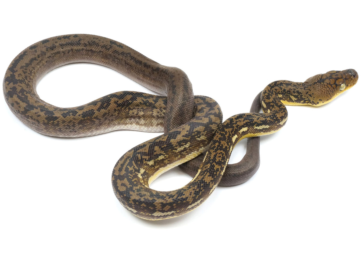 2022 Female CBB Timor Python – New England Reptile - NERD