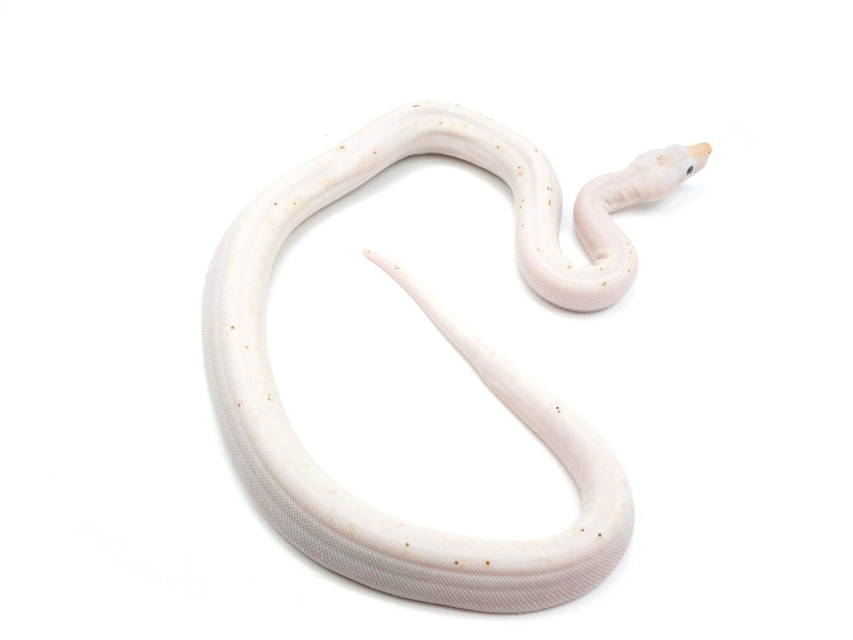 2022 Female Princess Diamond Boa Constrictor – New England Reptile - NERD