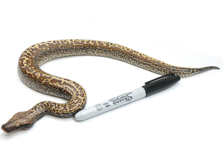 Blood & Short-Tail Pythons For Sale#N#– New England Reptile - NERD