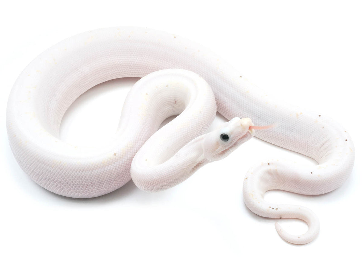 2022 Male Emperor Diamond Boa Constrictor – New England Reptile - NERD