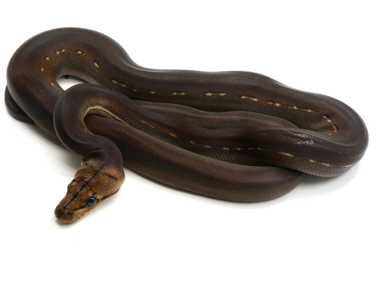 Male Golden Child Phantom Anthrax Reticulated Python – New England ...
