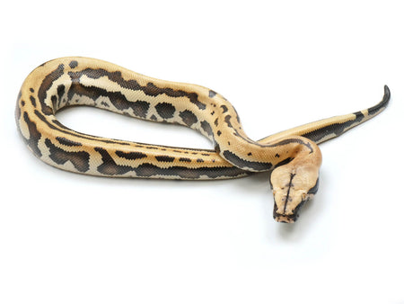 Blood & Short-Tail Pythons For Sale#N#– New England Reptile - NERD