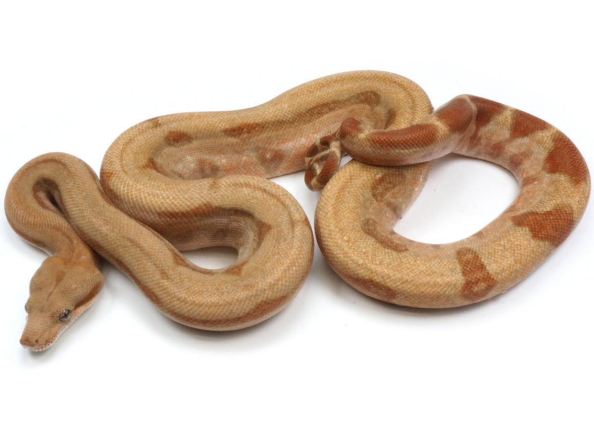SALE! 2022 Male Hypo Burke T+ Fire Boa Constrictor. – New England ...