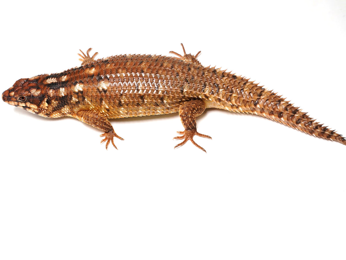 Adult Hosmer's Spiny-tailed Skink Egernia Hosmeri "Pair" - Gorgeous Ge ...