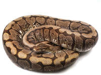 Ball Pythons and Morphs For Sale – New England Reptile - NERD