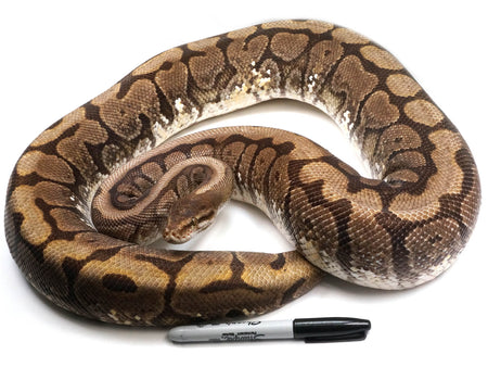 Snakes For Sale - All NERD Snakes For Sale – New England Reptile - NERD