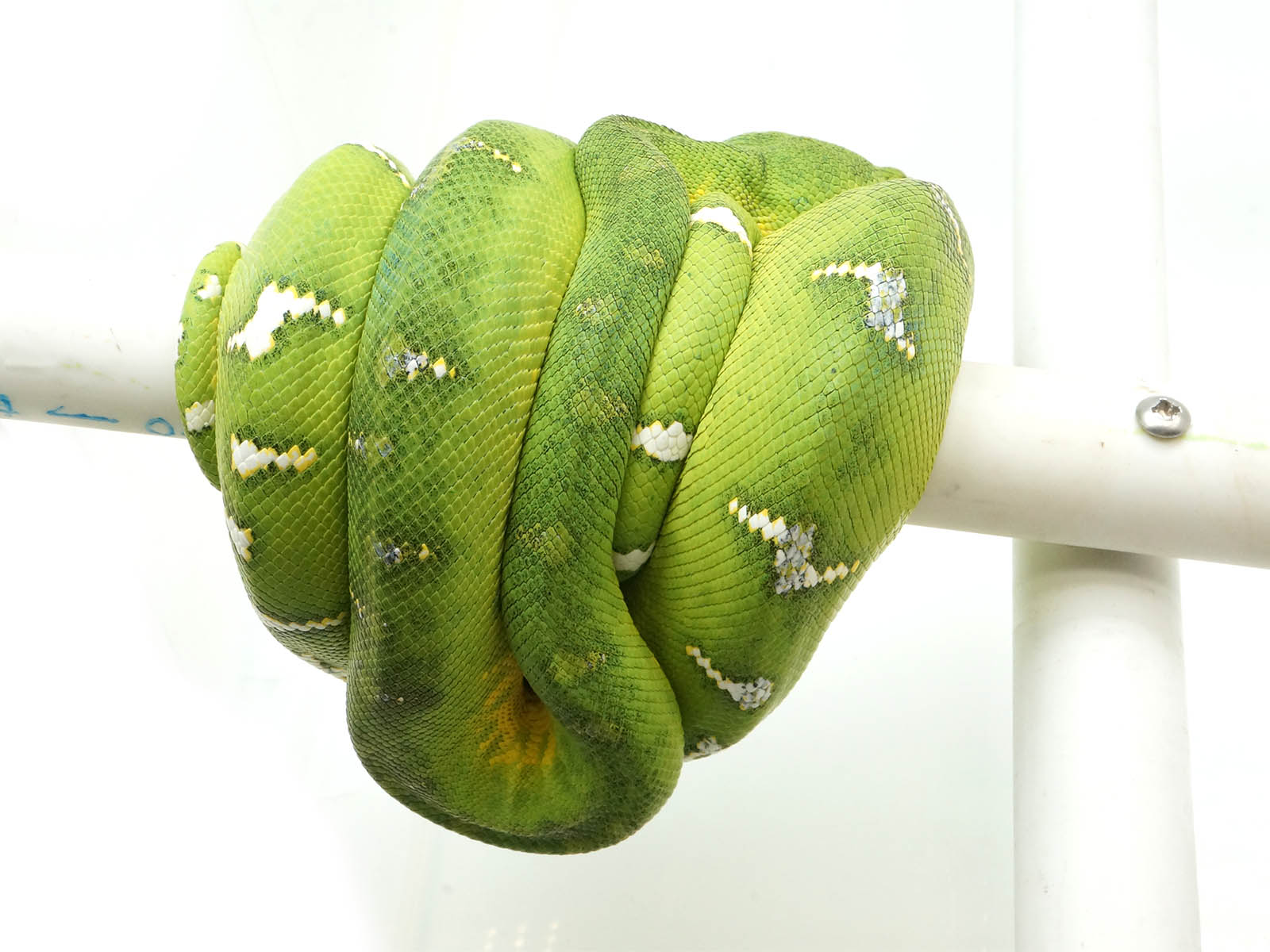 Emerald Tree Python